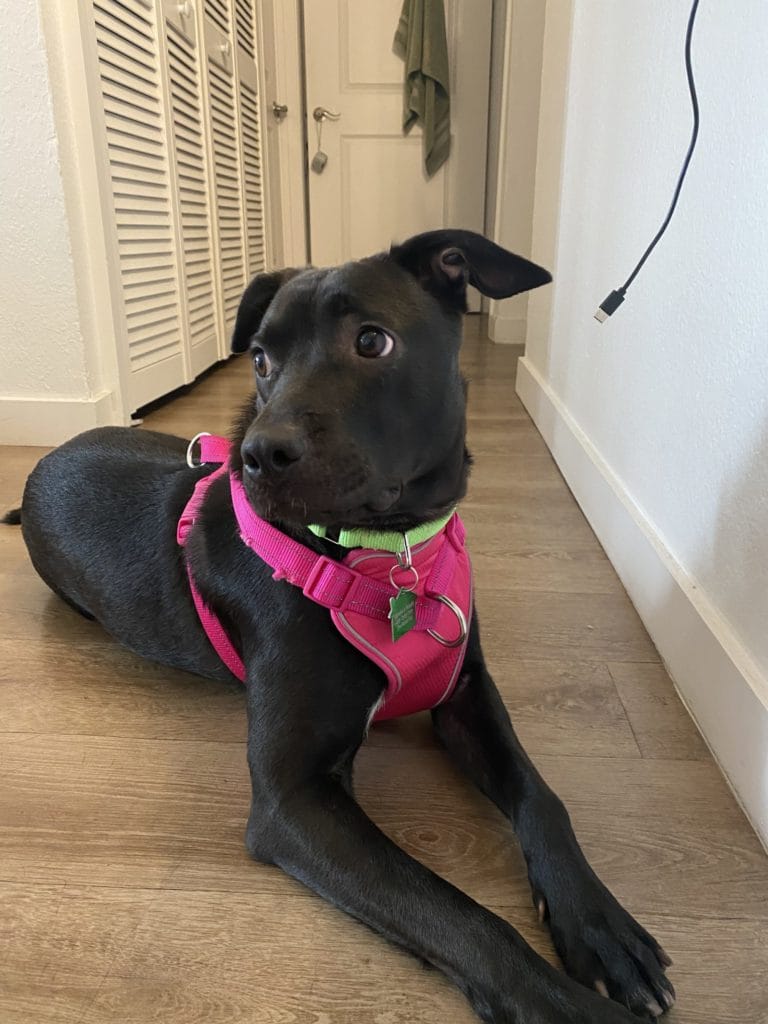 Haddie - The Animal Pad Dog Rescue