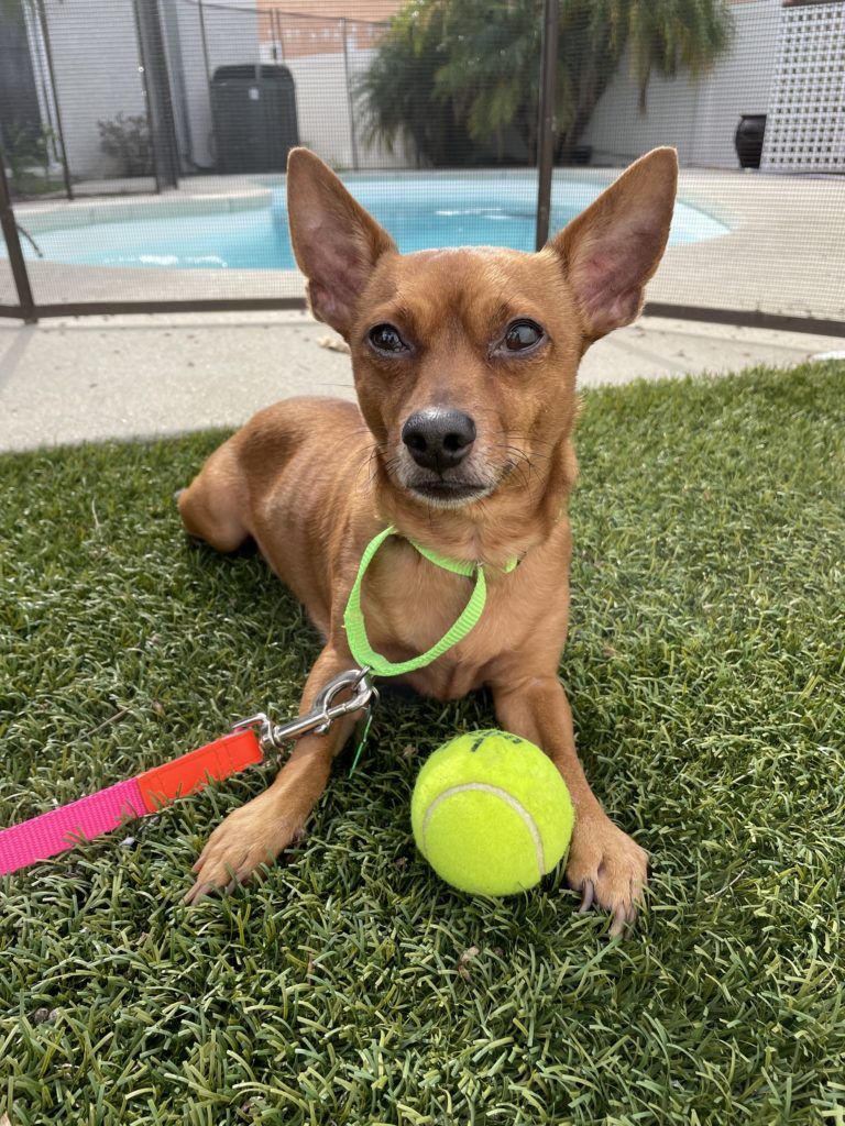 Adoption FAQs - The Animal Pad