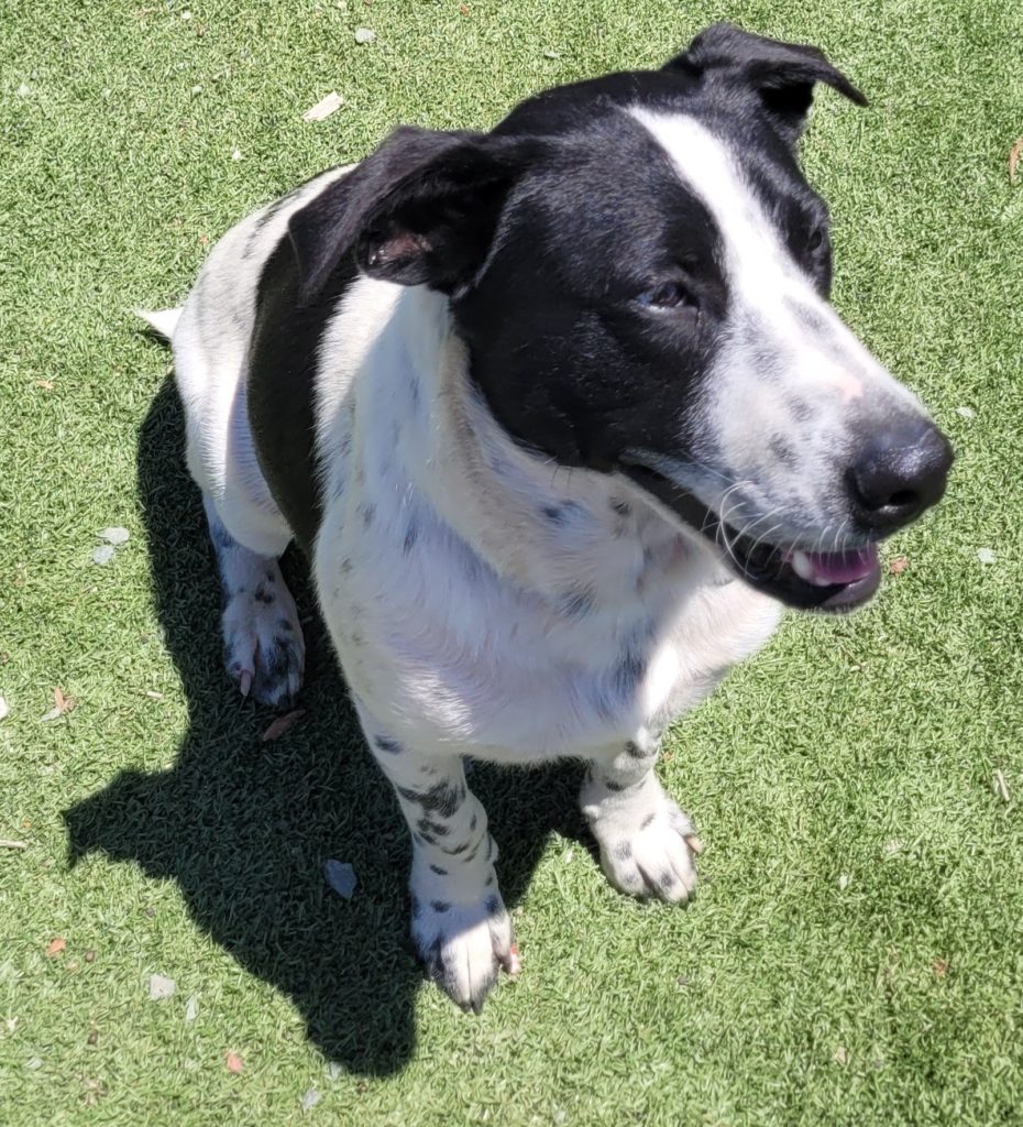 Make a Donation Online | The Animal Pad Dog Rescue in San Diego