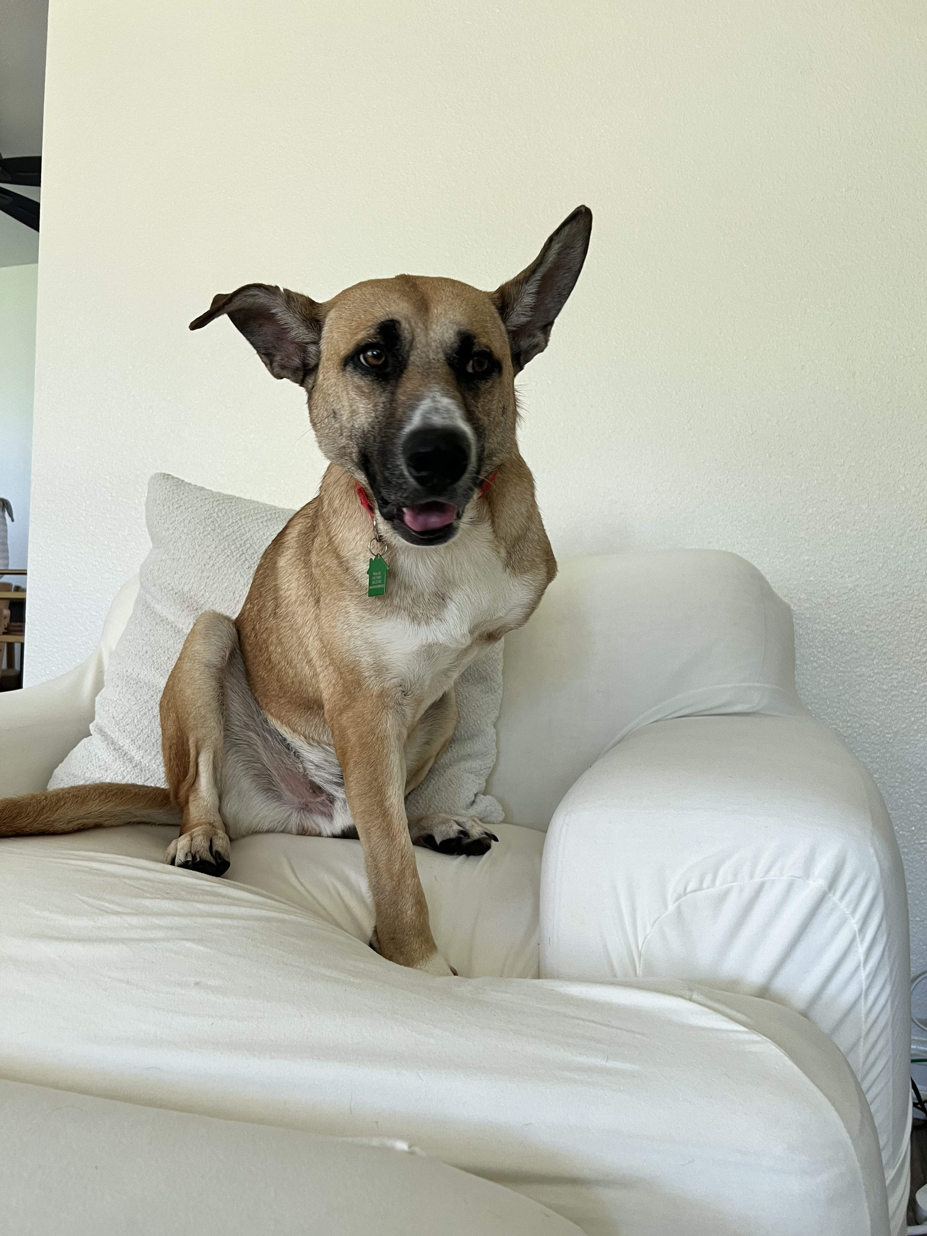 Make a Donation Online | The Animal Pad Dog Rescue in San Diego