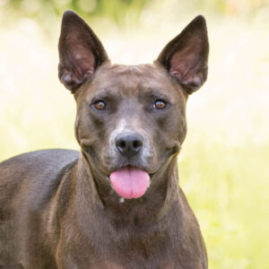 Adopt a Dog in San Diego | The Animal Pad Dog Rescue in Southern CA