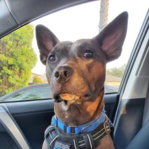 Adopt a Dog in San Diego | The Animal Pad Dog Rescue in Southern CA