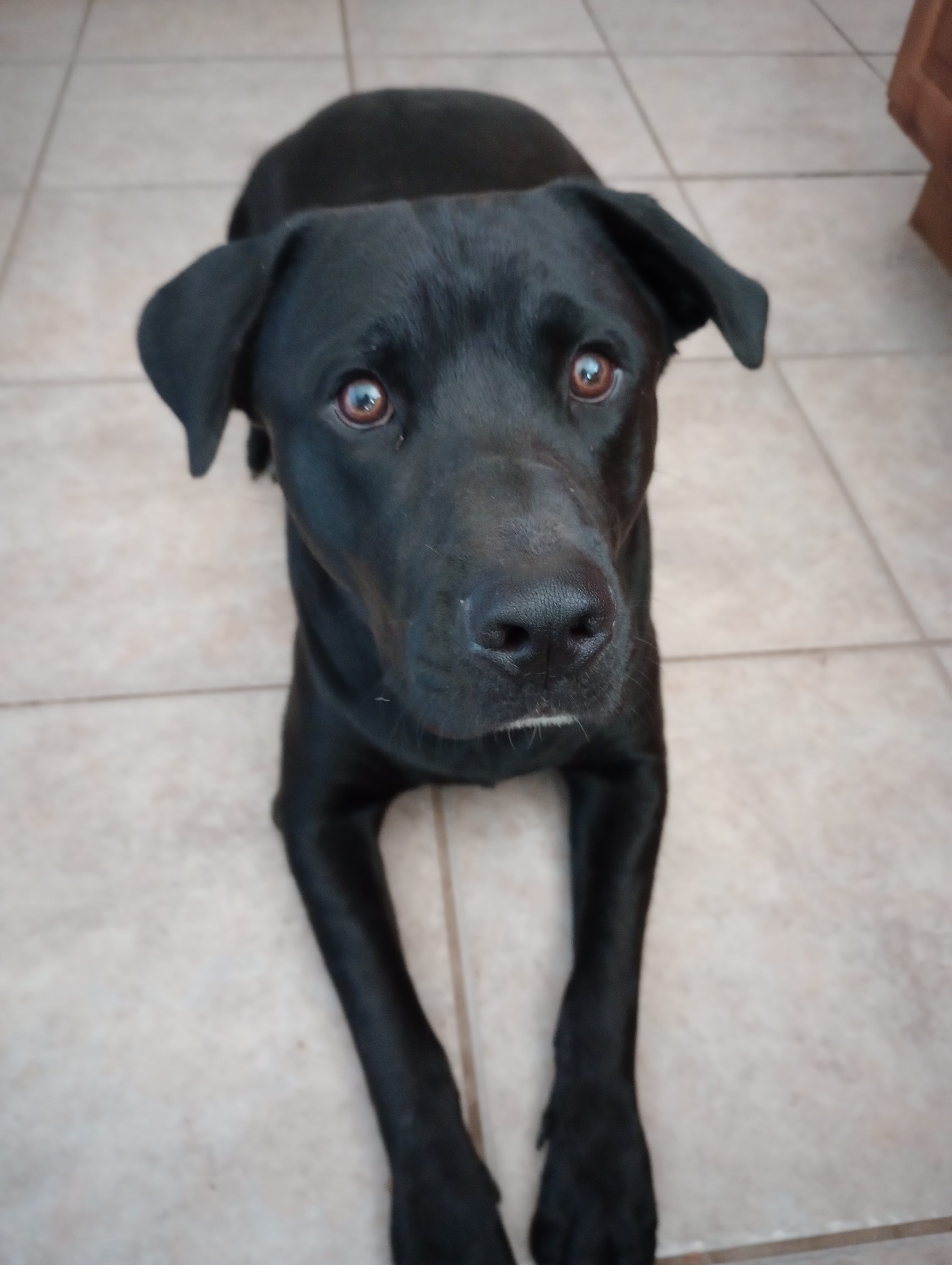 Adoption FAQs - The Animal Pad