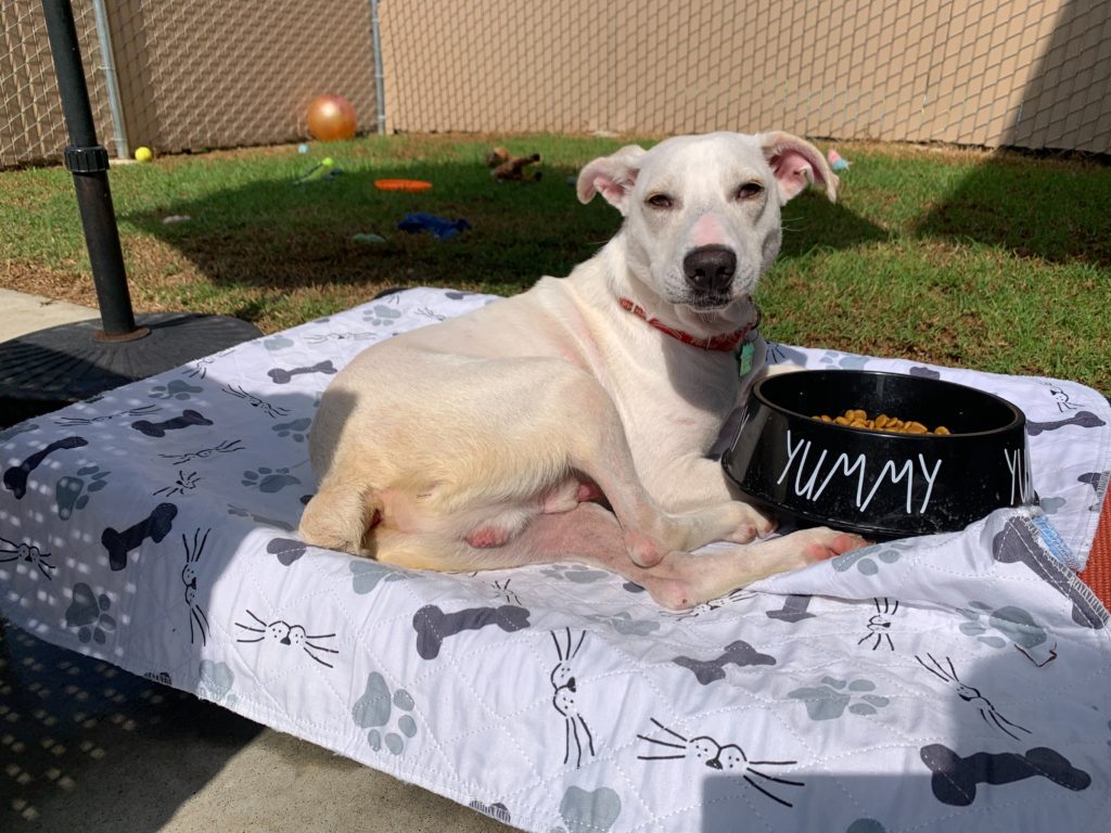 Coco - The Animal Pad Dog Rescue