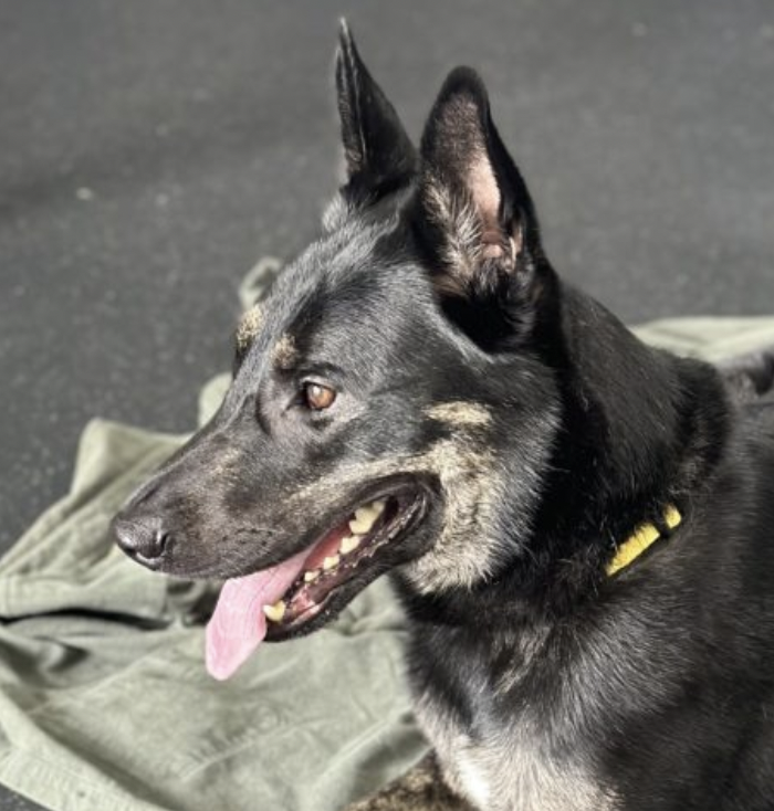 Max - The Animal Pad Dog Rescue