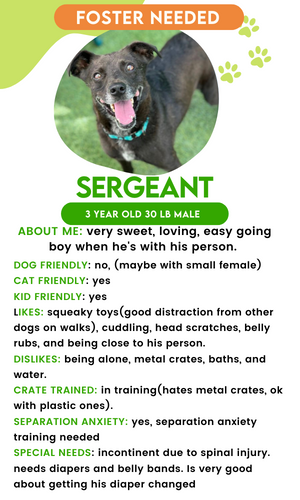 Dog Foster San Diego | The Animal Pad Dog Rescue in California