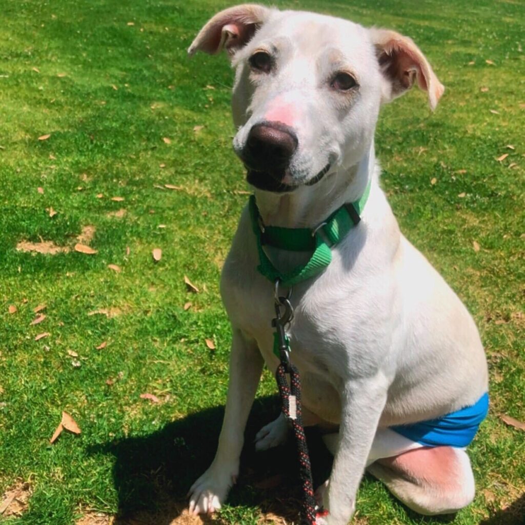 Coco - The Animal Pad Dog Rescue