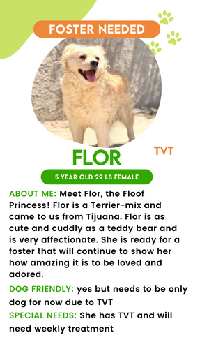 Dog Foster San Diego | The Animal Pad Dog Rescue in California