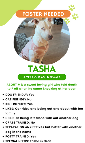 Dog Foster San Diego | The Animal Pad Dog Rescue in California