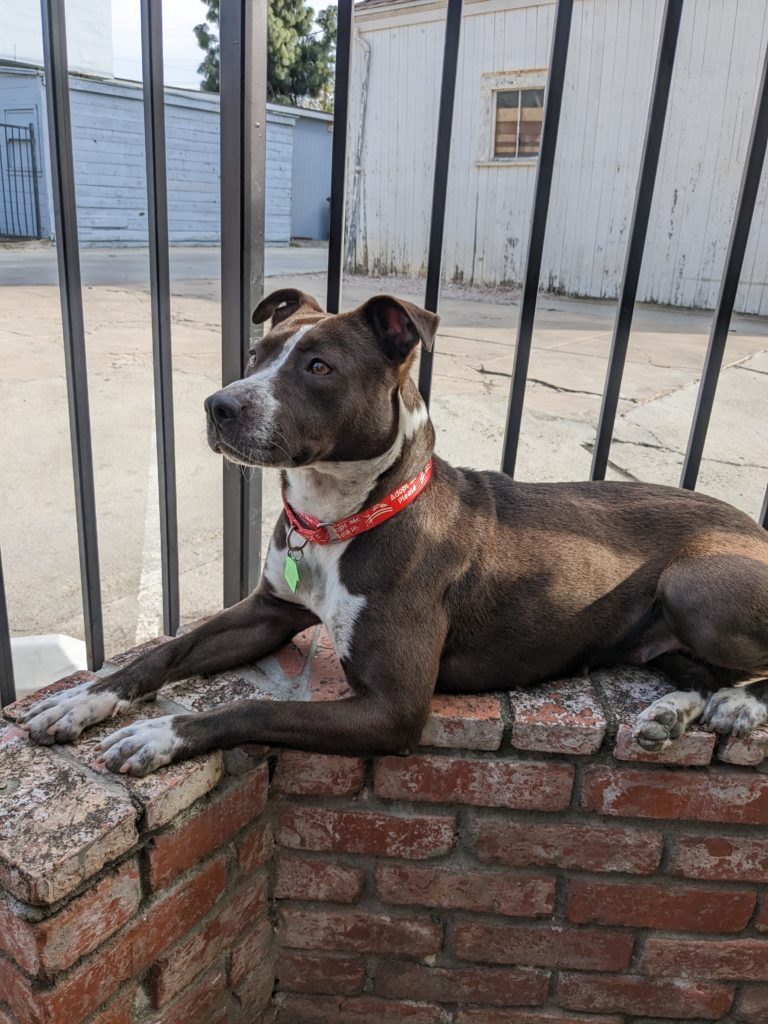 TAP FAQ - The Animal Pad