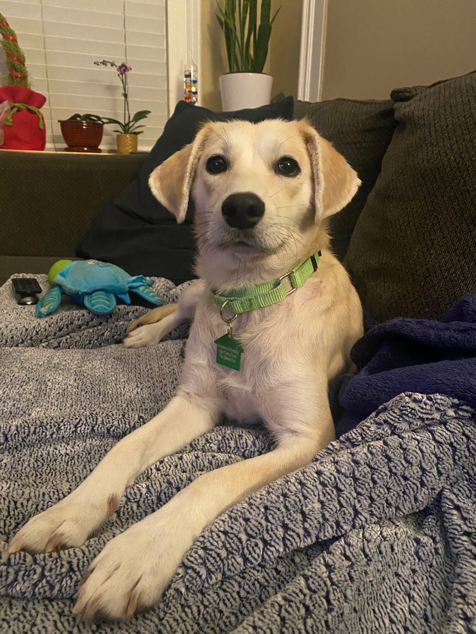 Contact Us | The Animal Pad Non-Profit Dog Rescue