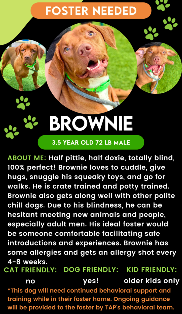 Dog Foster San Diego | The Animal Pad Dog Rescue in California