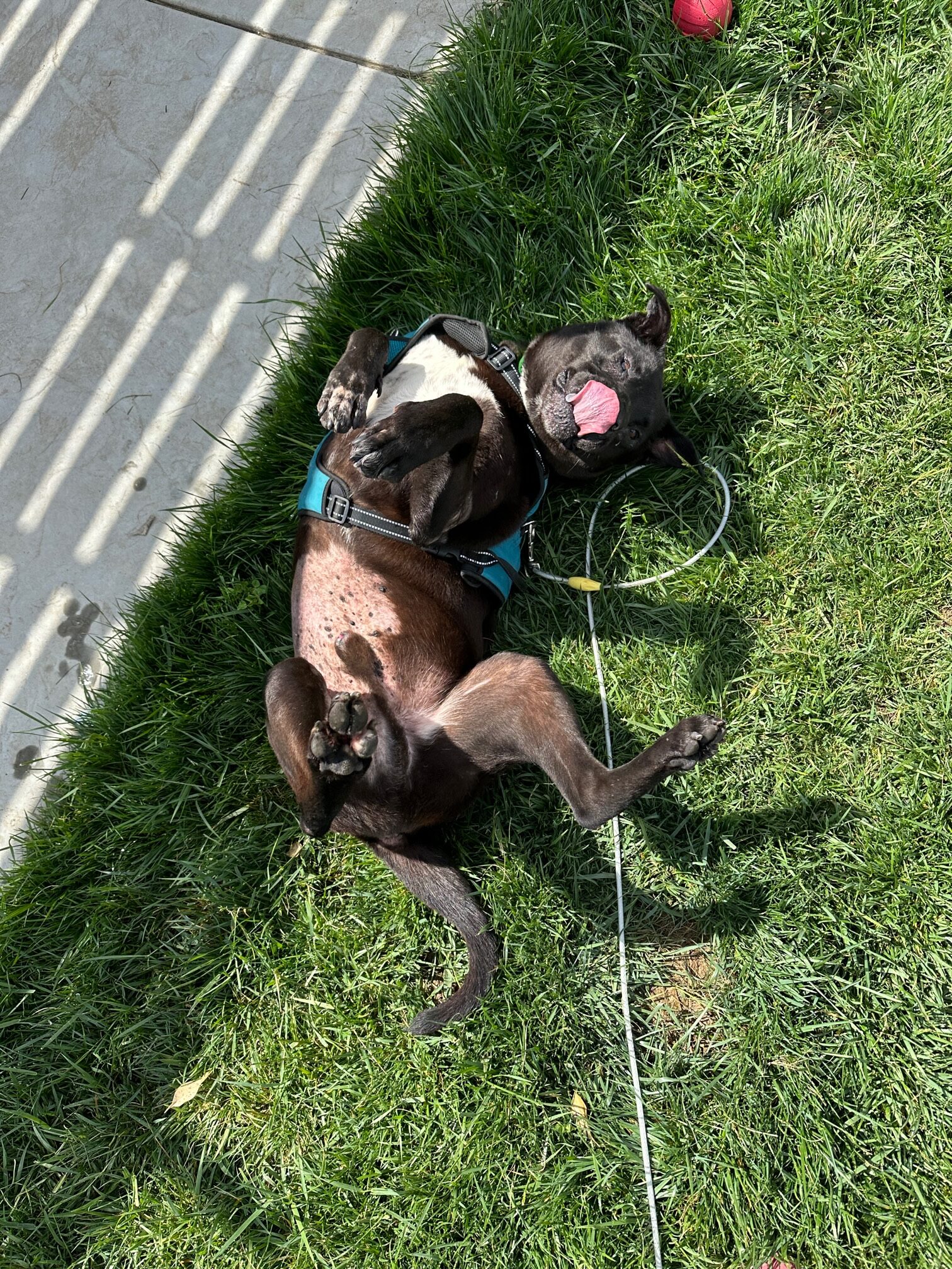 Bear - The Animal Pad Dog Rescue