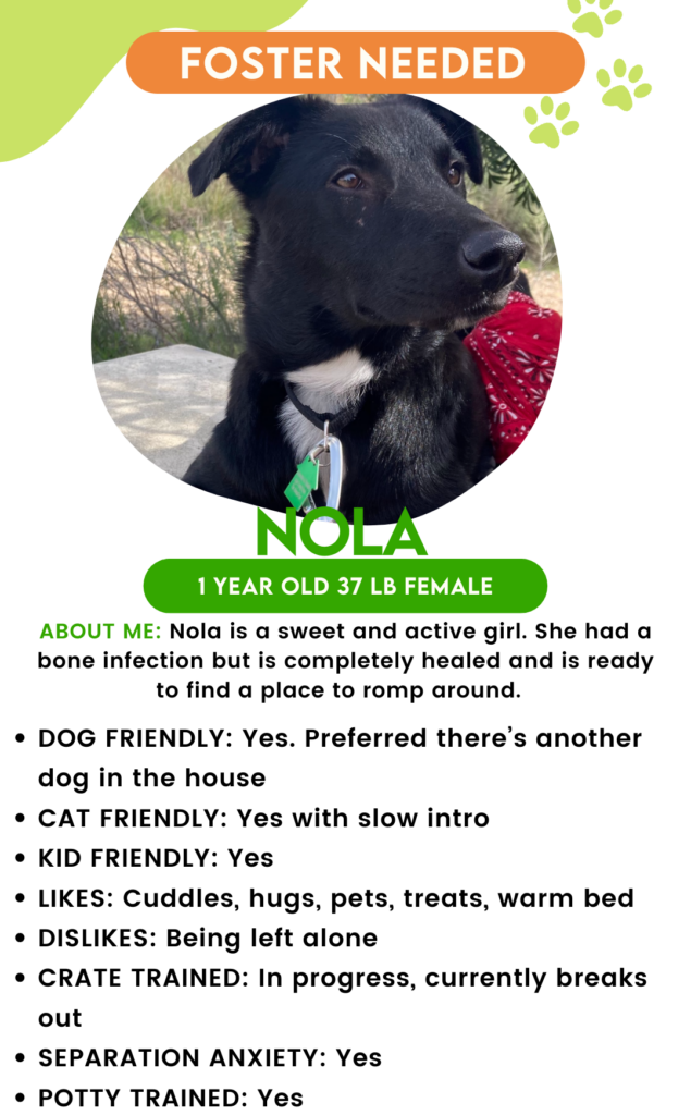 Dog Foster Application | The Animal Pad Dog Rescue