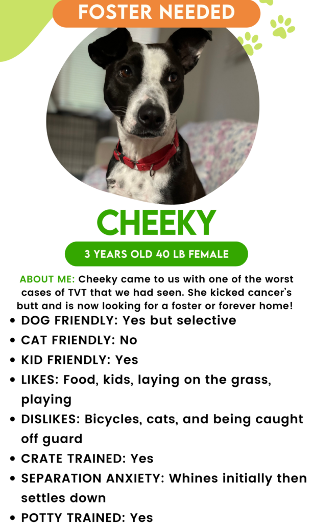 Dog Foster San Diego | The Animal Pad Dog Rescue in California