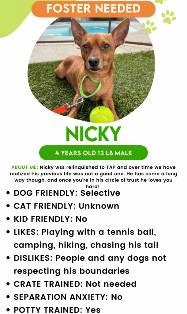 Dog Foster Application | The Animal Pad Dog Rescue