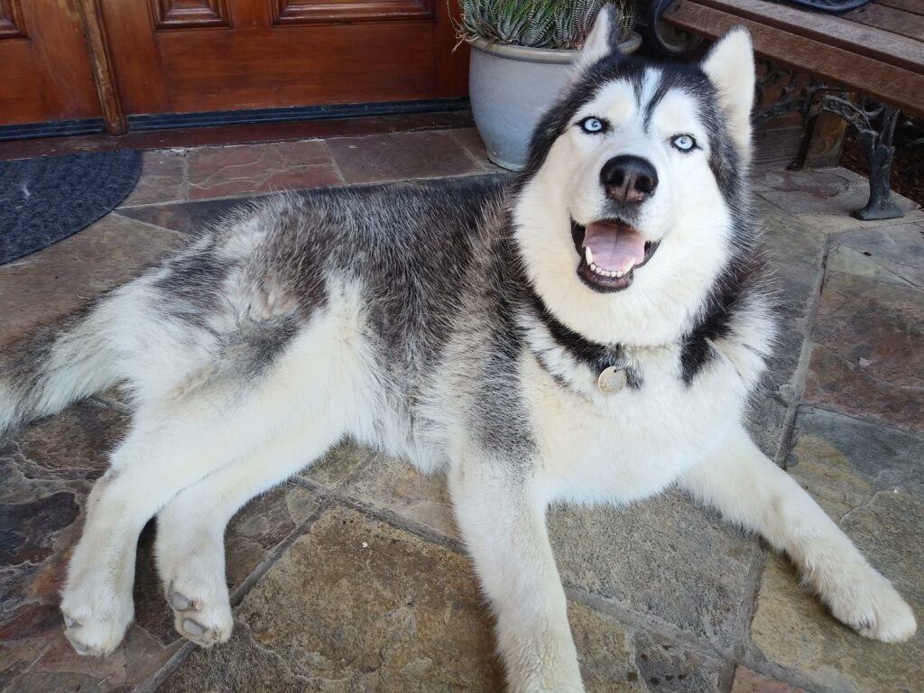 TAP FAQ - The Animal Pad