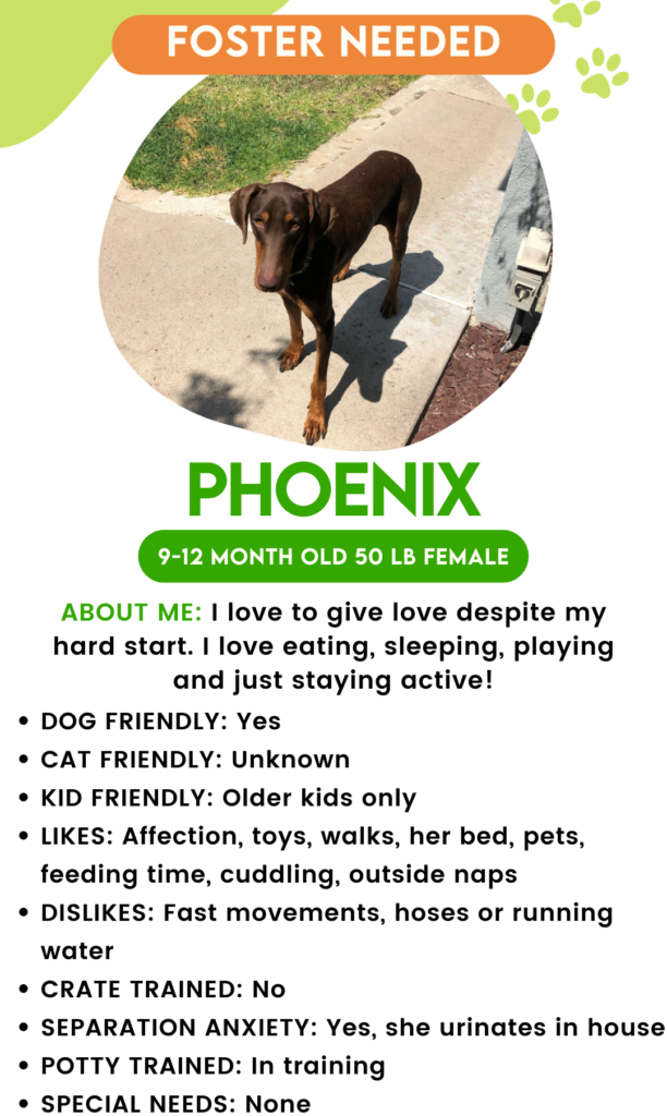 Dog Foster San Diego | The Animal Pad Dog Rescue in California