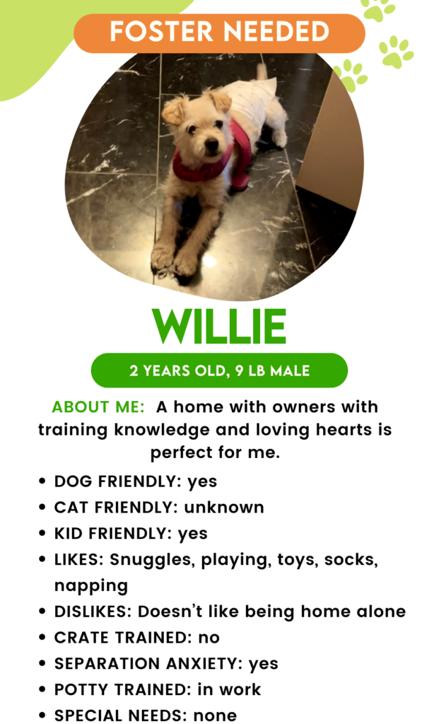 Dog Foster San Diego | The Animal Pad Dog Rescue in California