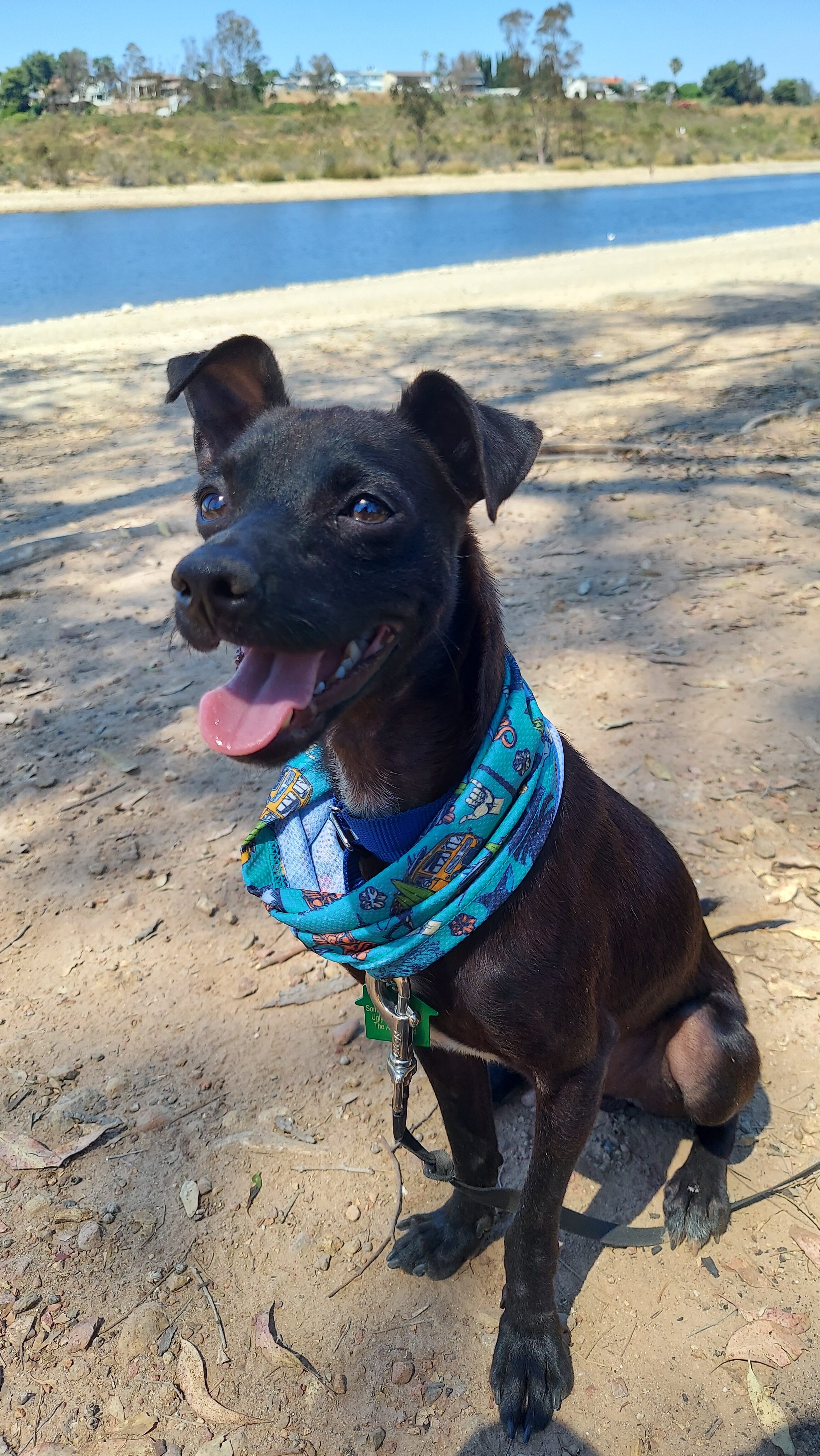 TAP FAQ - The Animal Pad