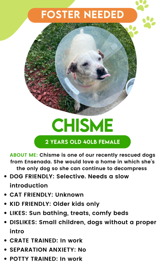 Dog Foster San Diego | The Animal Pad Dog Rescue in California