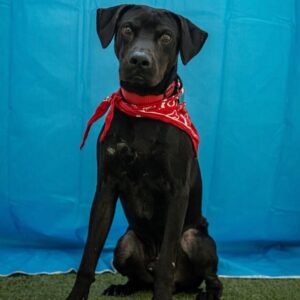 Adopt a Dog | The Animal Pad Non-Profit Dog Rescue in San Diego