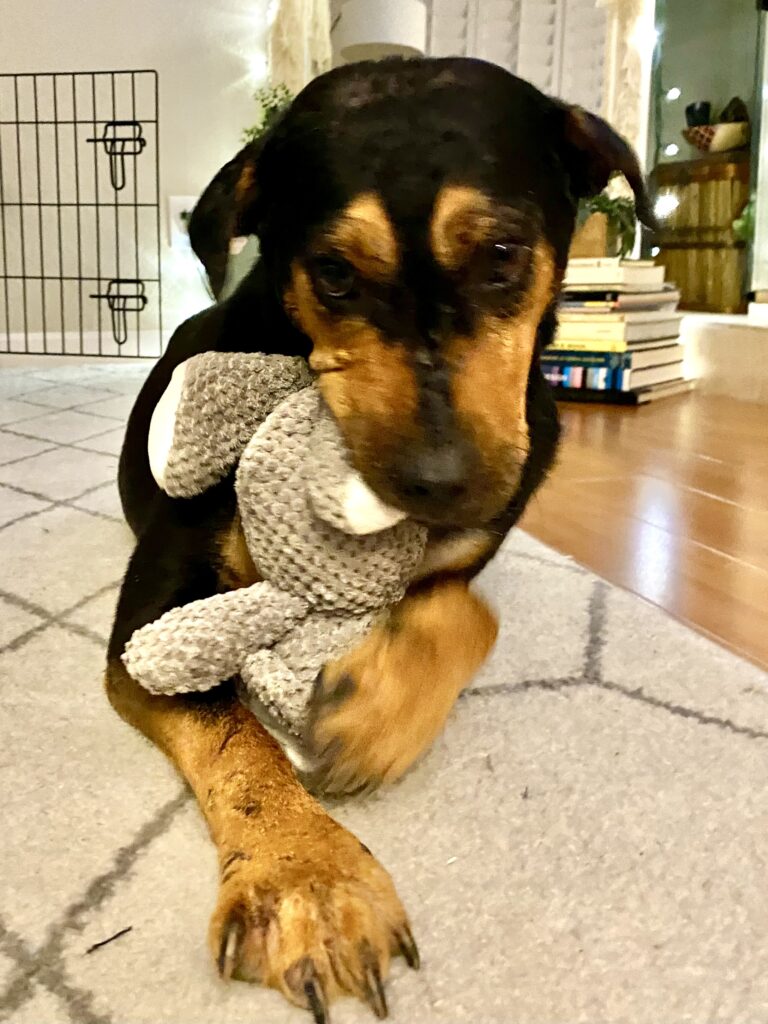 Morticia - The Animal Pad Dog Rescue