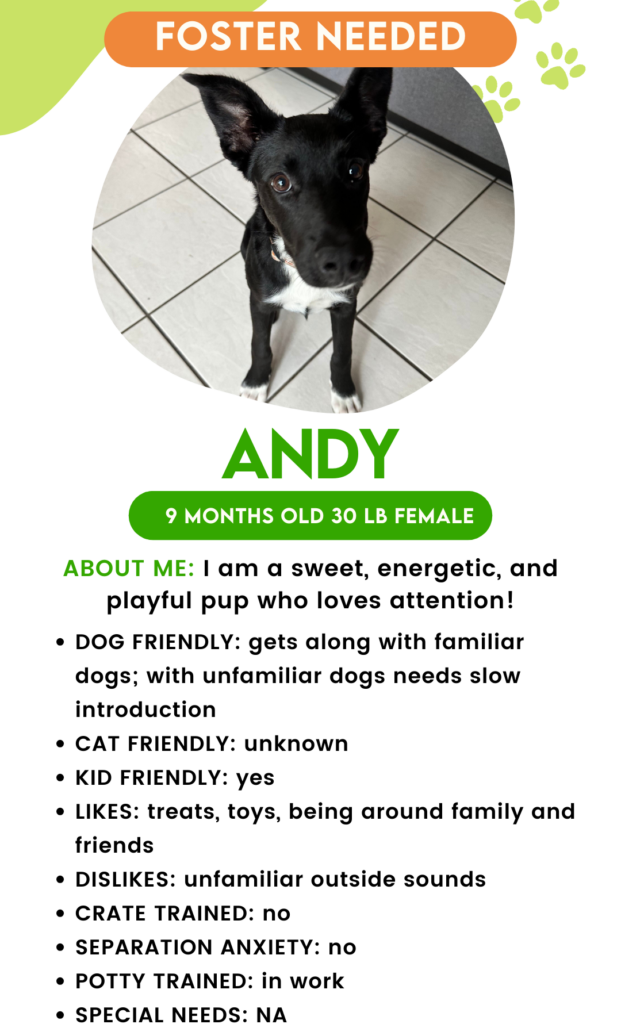Dog Foster San Diego | The Animal Pad Dog Rescue in California