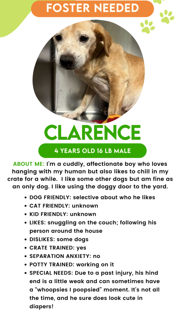 Dog Adoption Application | The Animal Pad Dog Rescue