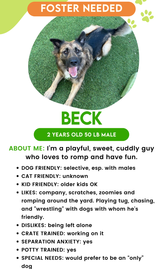 Dog Foster San Diego | The Animal Pad Dog Rescue in California