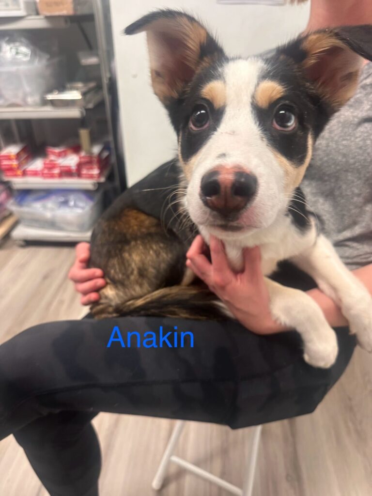 TAP FAQ - The Animal Pad