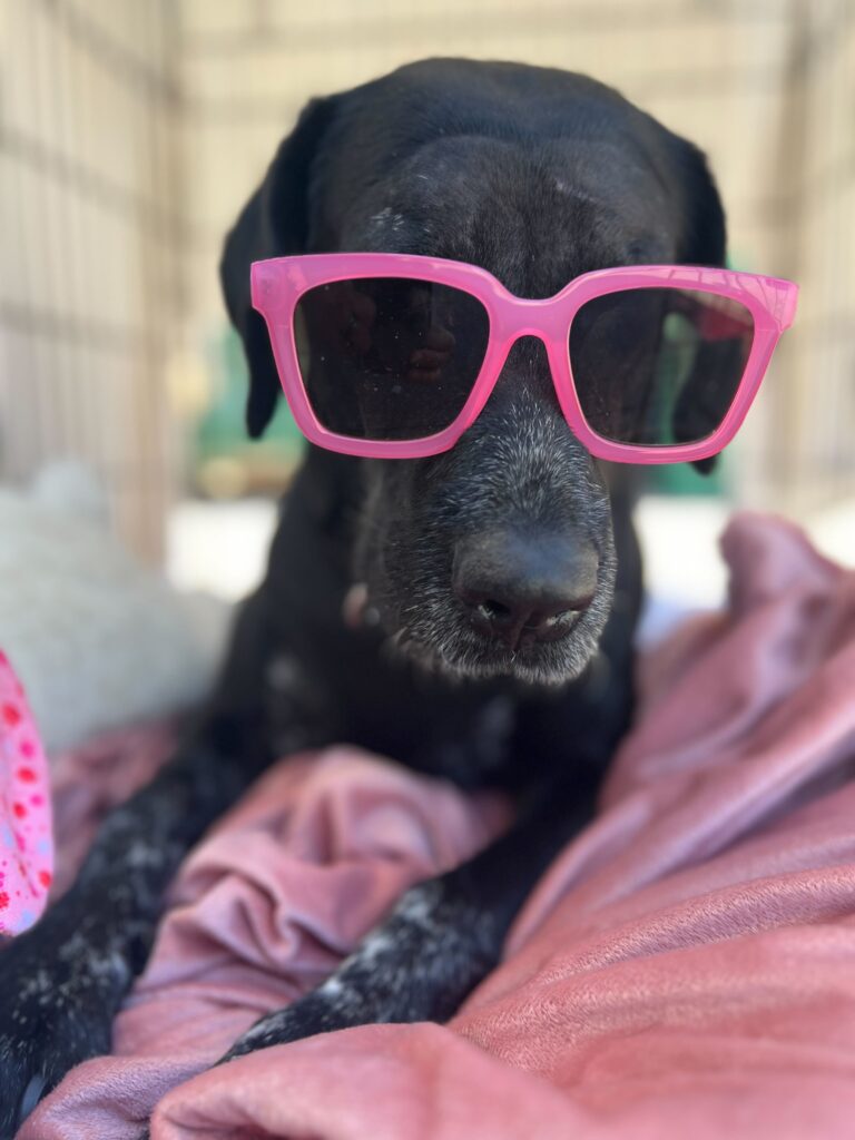 Selma - The Animal Pad Dog Rescue