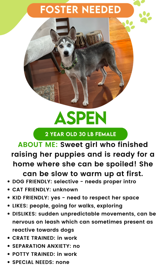 Dog Foster San Diego | The Animal Pad Dog Rescue in California