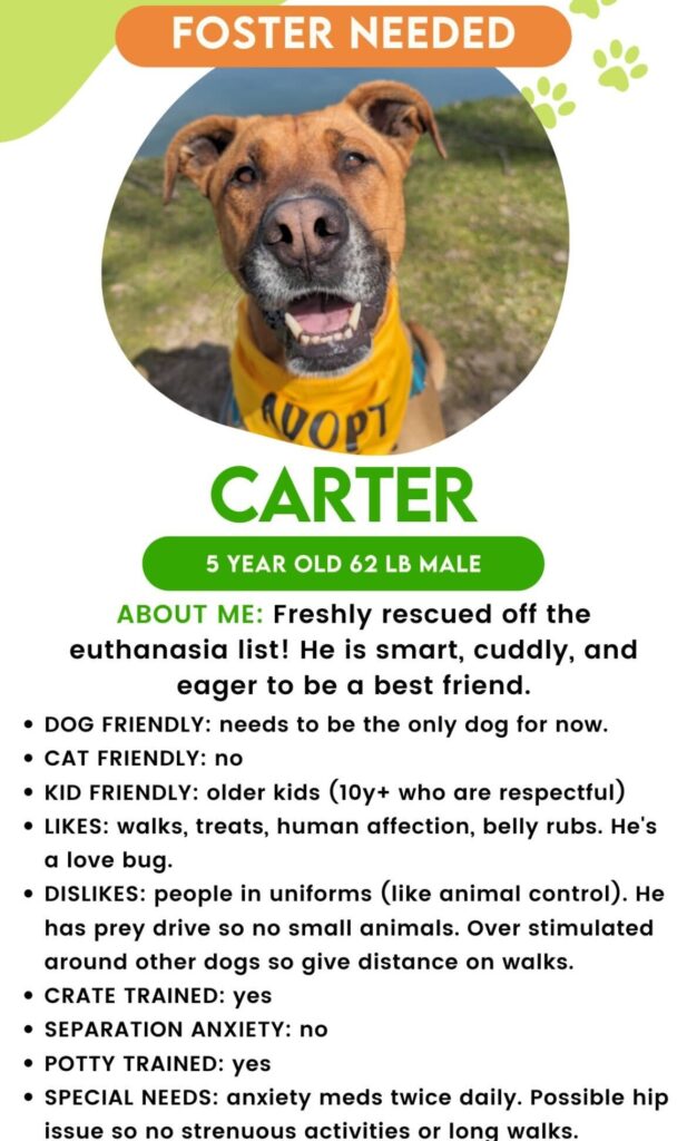 Dog Foster San Diego | The Animal Pad Dog Rescue in California