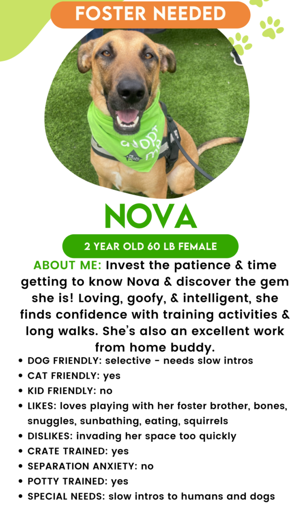 Dog Foster San Diego | The Animal Pad Dog Rescue in California