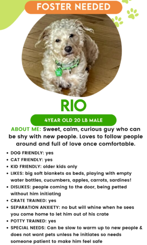 Dog Foster San Diego | The Animal Pad Dog Rescue in California