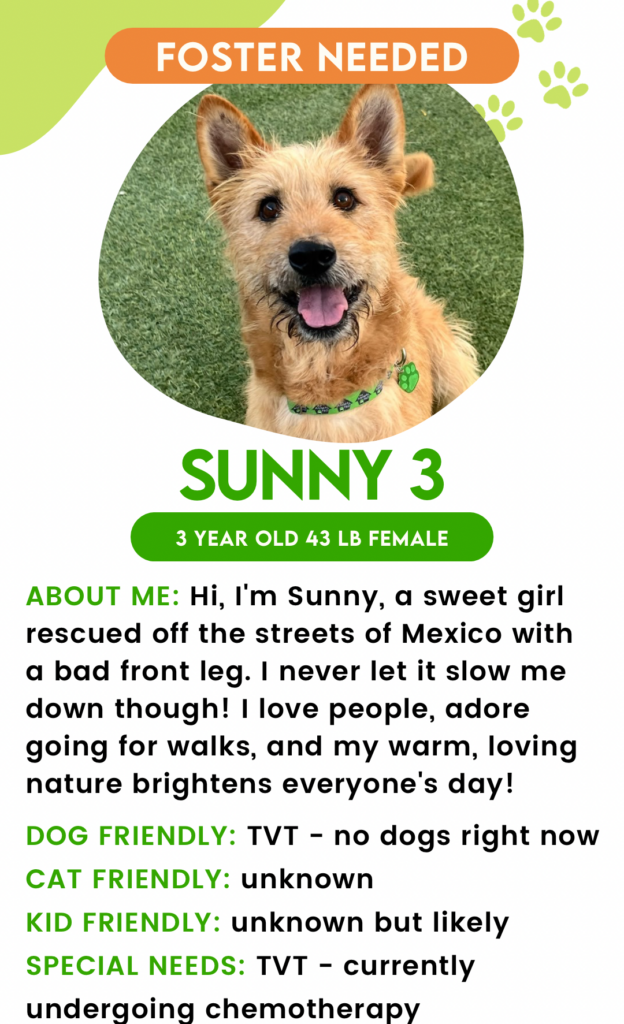 Dog Foster San Diego | The Animal Pad Dog Rescue in California