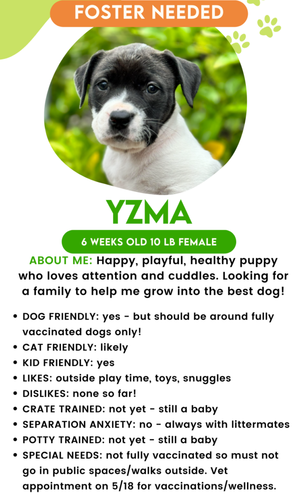 Dog Foster San Diego | The Animal Pad Dog Rescue in California