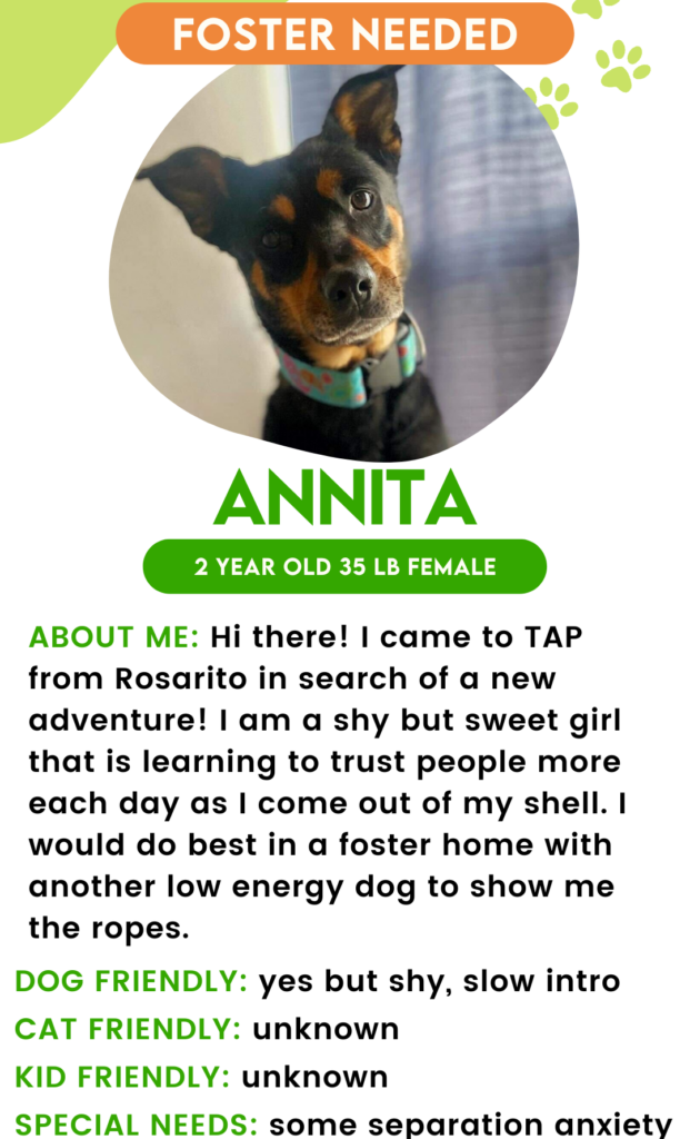 Dog Foster San Diego | The Animal Pad Dog Rescue in California