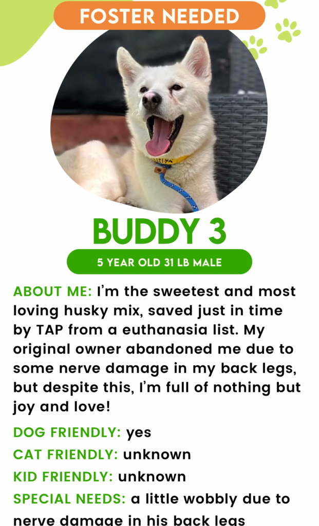 Dog Foster San Diego | The Animal Pad Dog Rescue in California