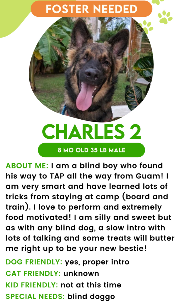 Dog Foster San Diego | The Animal Pad Dog Rescue in California