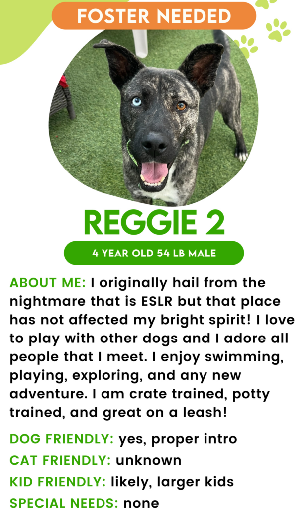 Dog Foster San Diego | The Animal Pad Dog Rescue in California