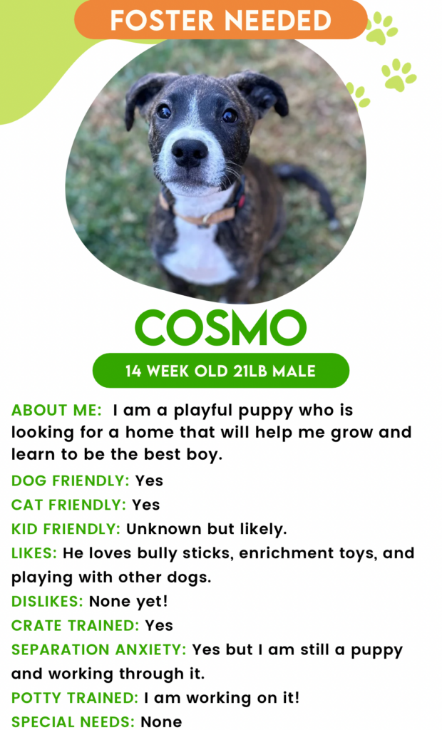 Dog Foster San Diego | The Animal Pad Dog Rescue in California