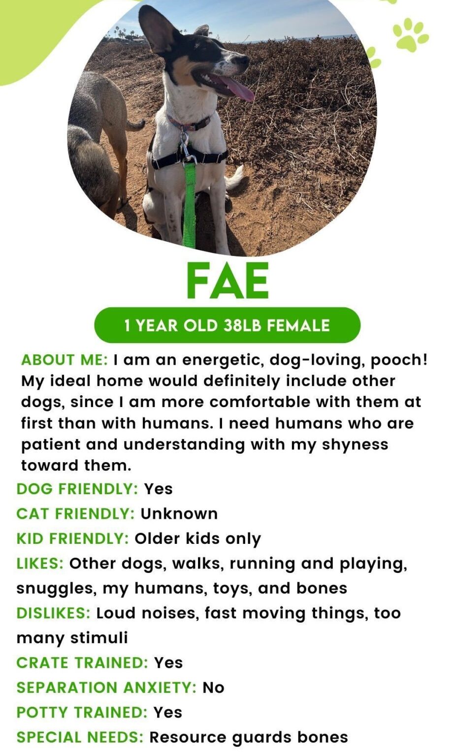 Dog Foster San Diego | The Animal Pad Dog Rescue in California