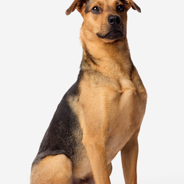 Dog Adoption Application | The Animal Pad Dog Rescue