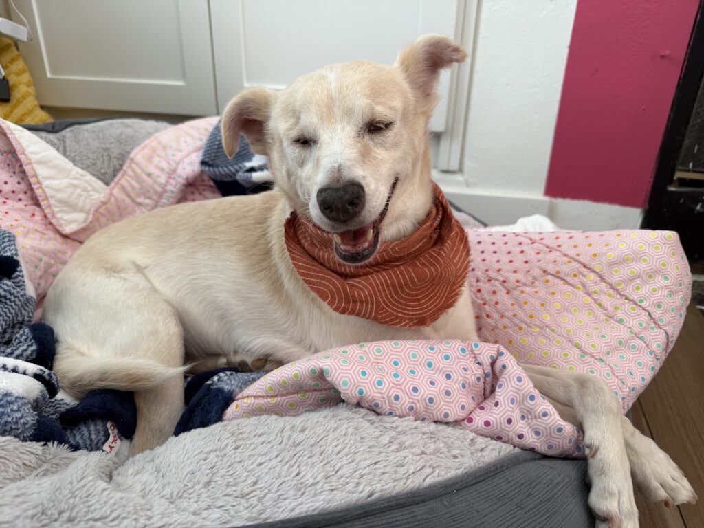 Helen | The Animal Pad